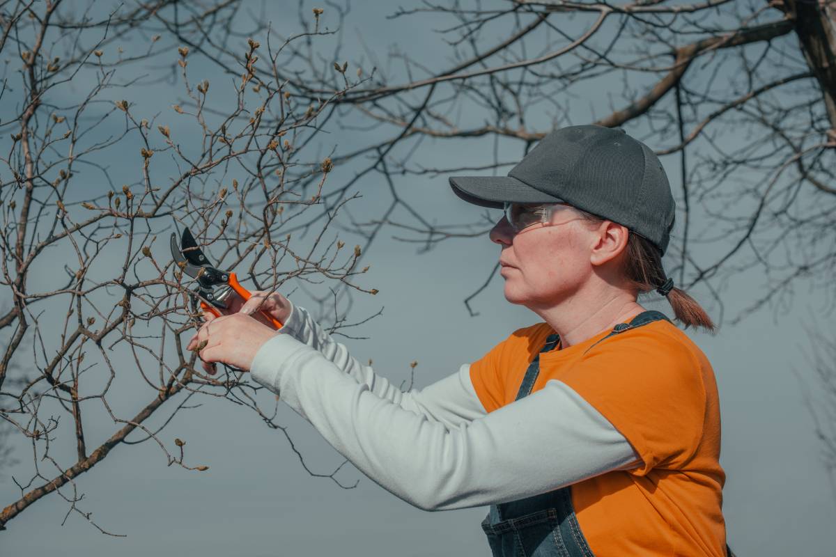 How to prune correctly and which techniques should be avoided