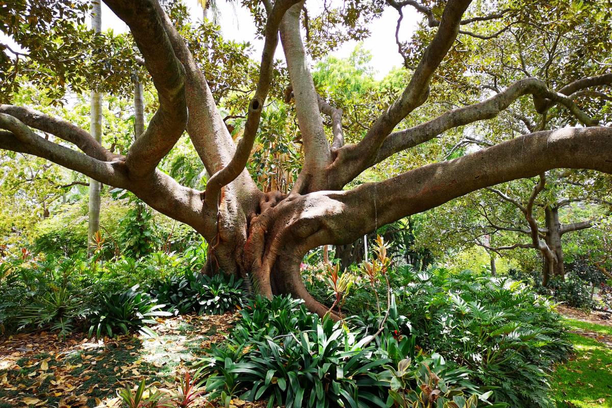 Single-Stem vs. Multi-Stem Trees: What Is It? Which One Is Better?