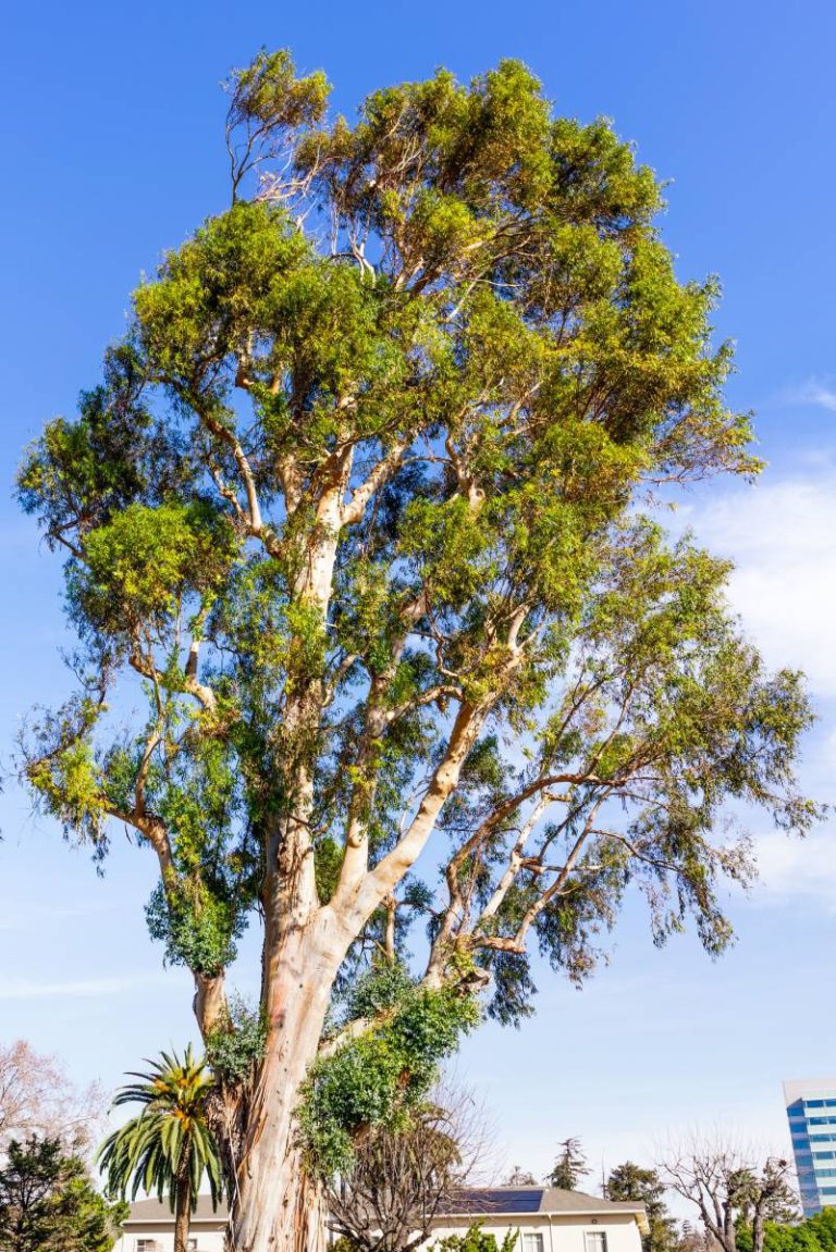 Single-Stem vs. Multi-Stem Trees: What Is It? Which One Is Better?
